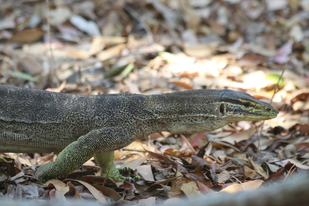 Eastern Argus Monitor from Eungella National Park, Eungella Hinterland ...