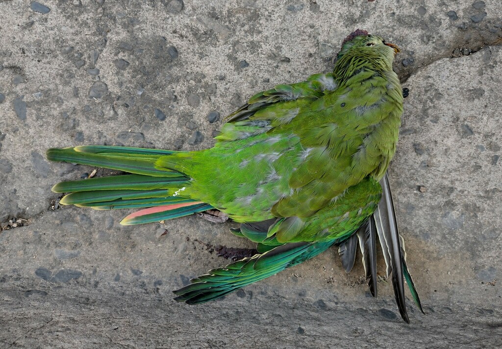 Superb Parrot in December 2023 by camidge. In the gutter of central ...