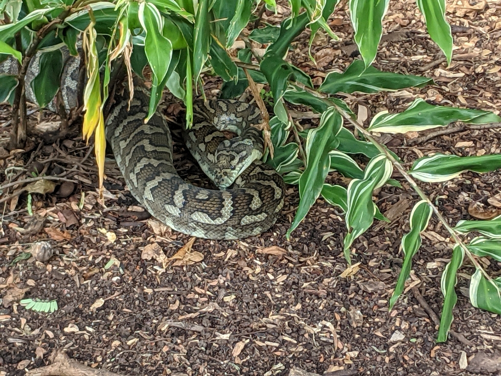 Coastal Carpet Python from Douglas QLD 4814, Australia on May 10, 2021 ...