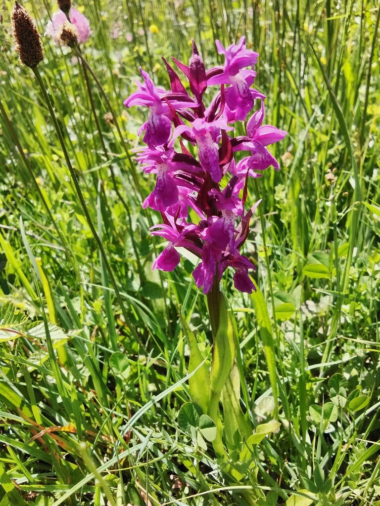 Early Marsh-orchid from Savoie, Rhône-Alpes, France on June 10, 2021 at 02:42 PM by Ferlay ...