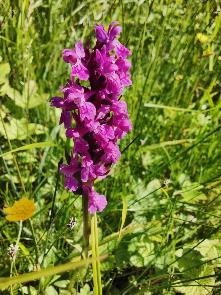 Marsh orchids from 73190 La Thuile, France on June 10, 2021 at 02:45 PM by ferlay myriam ...