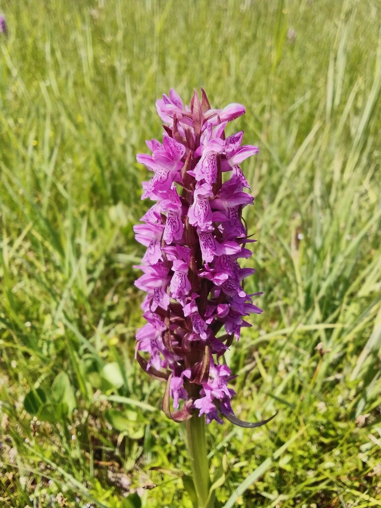 Early Marsh-orchid from 73190 La Thuile, France on June 10, 2021 at 02:50 PM by ferlay myriam ...