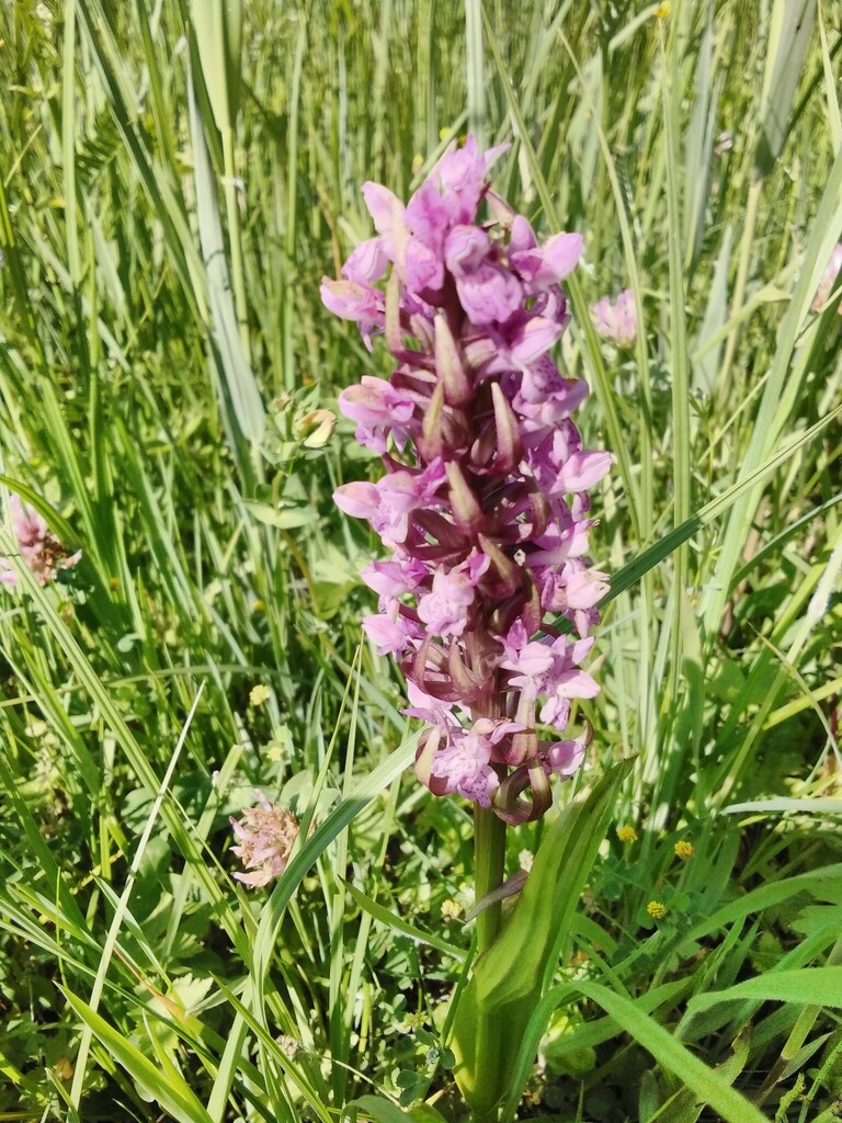 Early Marsh-orchid from 73190 La Thuile, France on June 10, 2021 at 04:18 PM by ferlay myriam ...