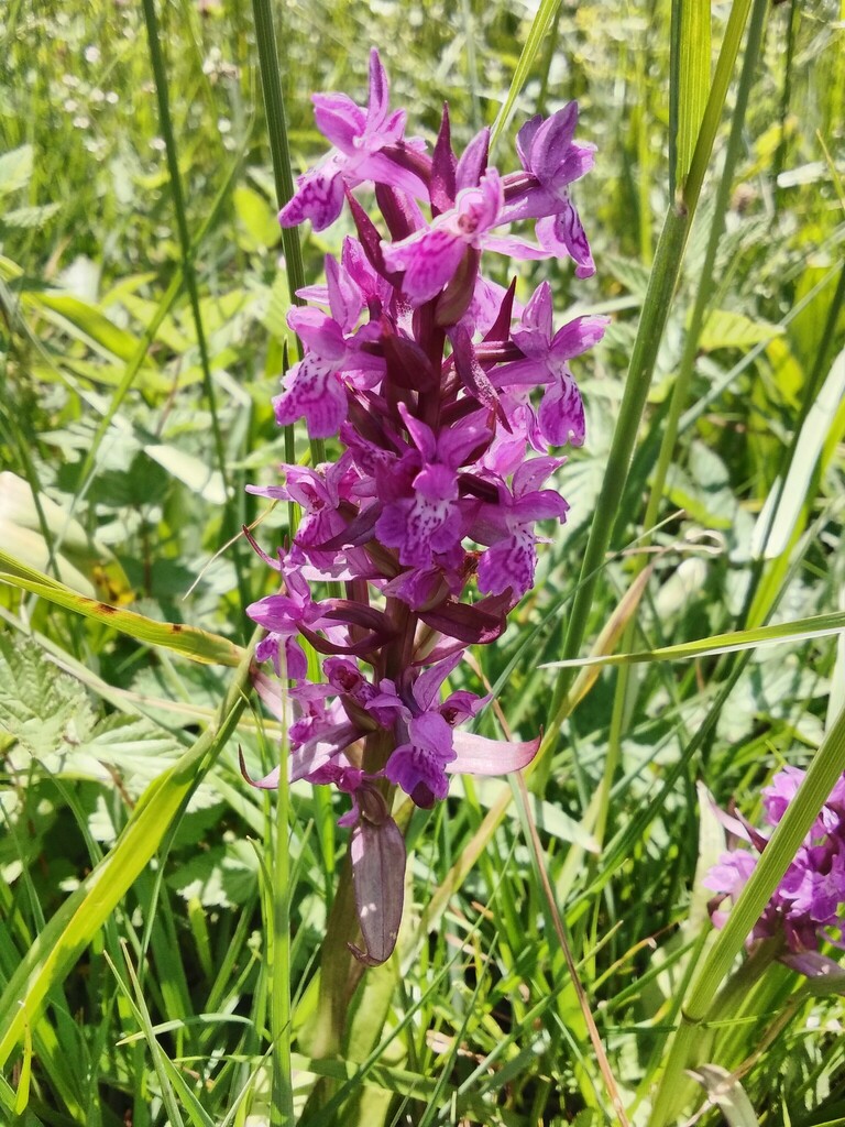 Broad-leaved Marsh Orchid from 73190 La Thuile, France on June 10, 2021 at 02:41 PM by ferlay ...