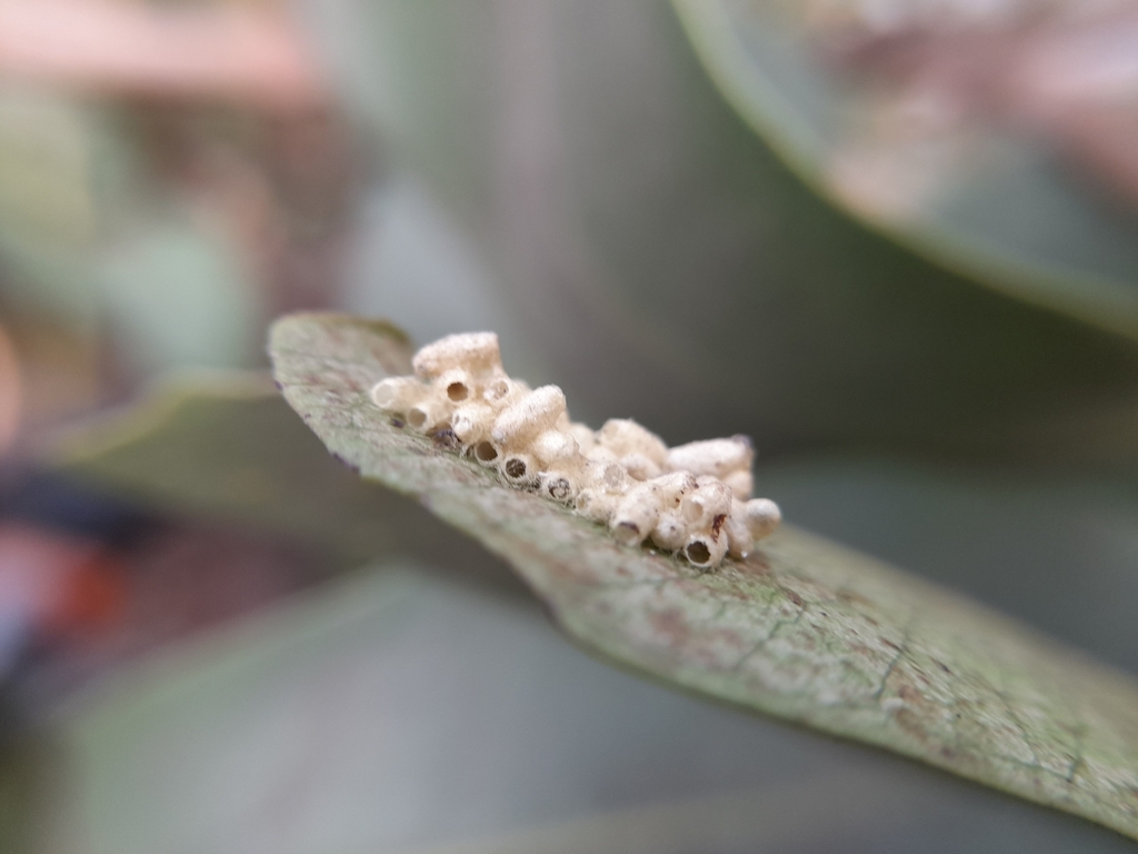 Cabbage White Parasitoid Wasp from 17, Holi Bazaar, Gharat Wadi, Vasai ...