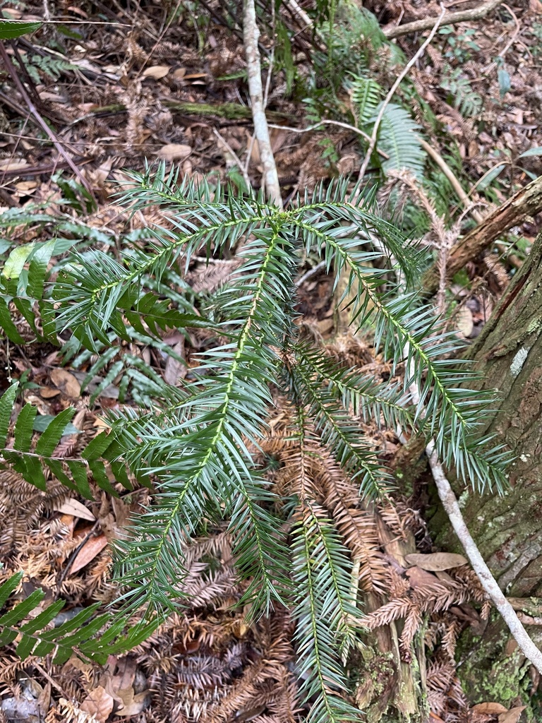 Chinese and Taiwanese Firs from 臺灣島, 仁愛鄉, NAN, TW on December 3, 2023 ...