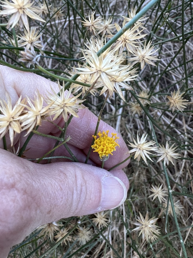 Sweetbush from Thermal, CA, US on December 6, 2023 at 09:32 AM by Elizabeth Ogren Erickson ...