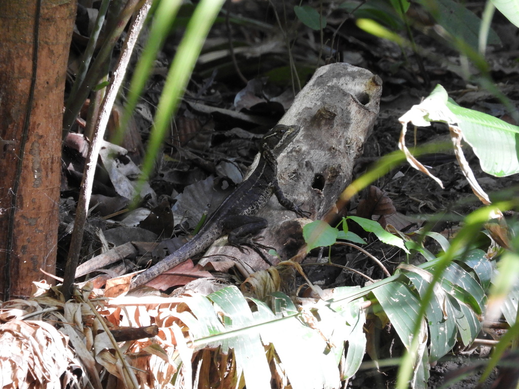 Common Basilisk from Mar Caribe on December 5, 2023 at 09:27 AM by Luis ...