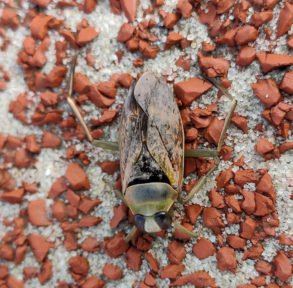 peppered backswimmer from Vélez-Málaga, Málaga, España on December 7 ...