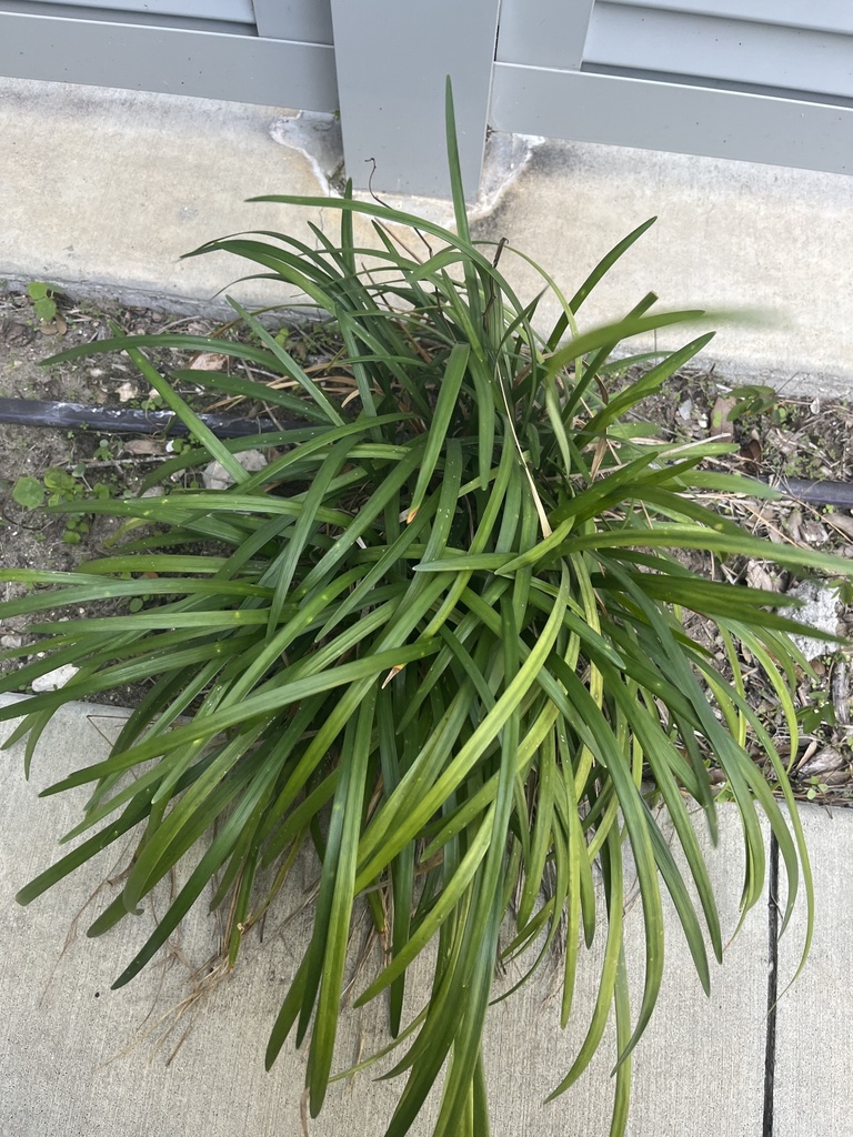 Dwarf Lily-turf from Braden River, Bradenton, FL, US on December 6 ...