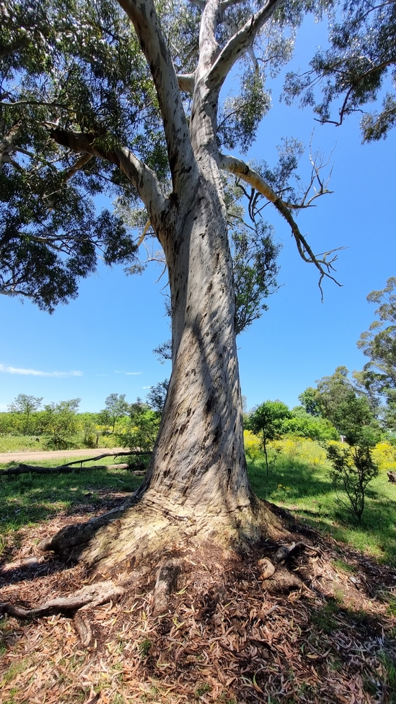 eucalyptus from Amahlathi Local Municipality, South Africa on December ...