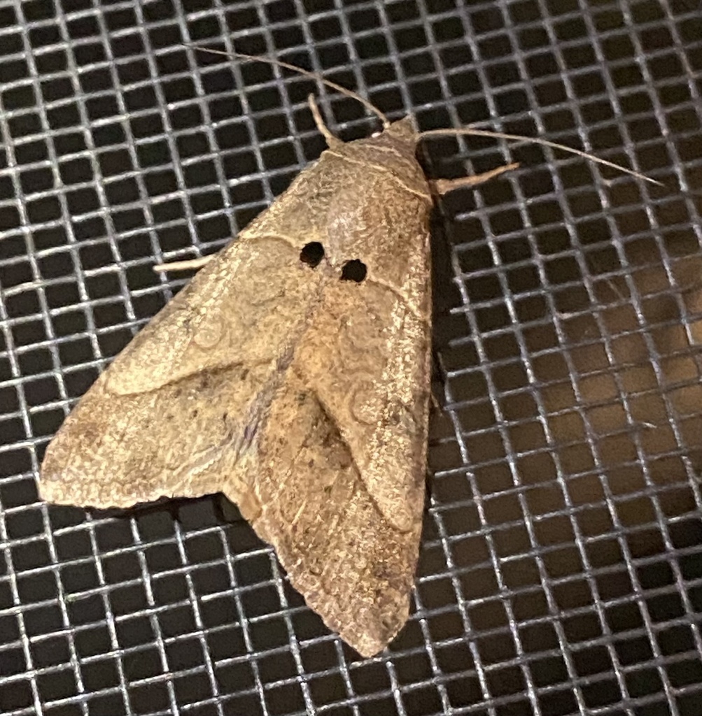 Small Mocis Moth from Summerwood Ct, Sarasota, FL, US on December 6 ...