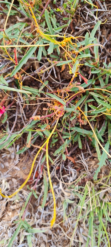 Field Dodder from Camdeboo Local Municipality, South Africa on December ...