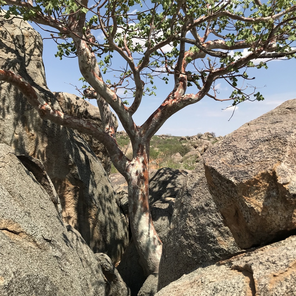 Large-Leaved Star-Chestnut from Kunene, NA on November 28, 2023 at 02: ...