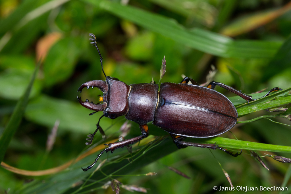Lucanus datunensis in June 2022 by Janus Olajuan Boediman · iNaturalist