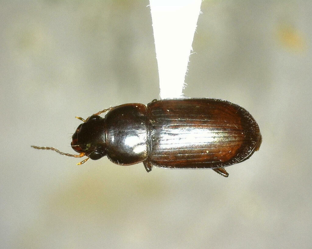 Harpalini from Kimble County, TX, USA on July 28, 2023 at 09:15 AM by ...