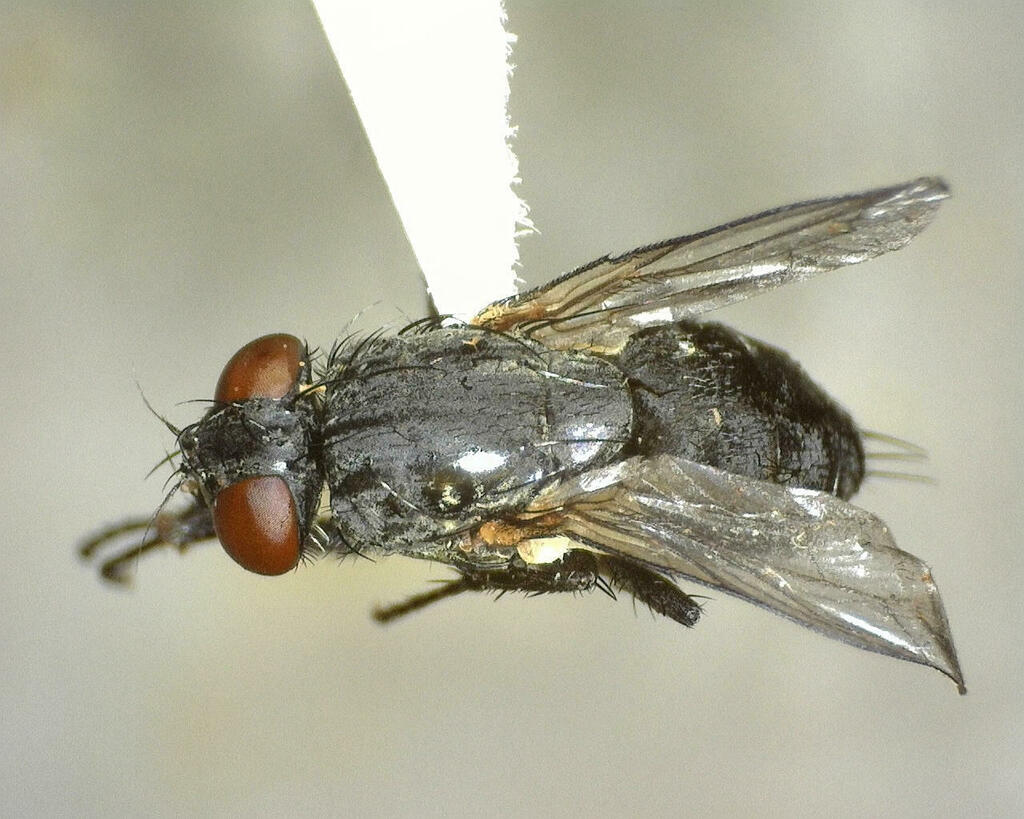 False Stable Fly from Kimble County, TX, USA on July 28, 2023 at 09:15 ...
