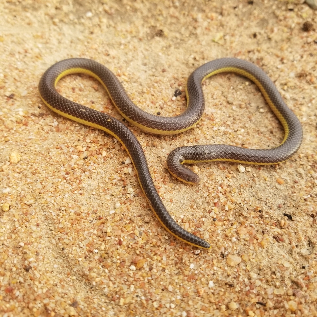 Purple And Yellow Snake A New Type Of Snake Was Just Discovered By