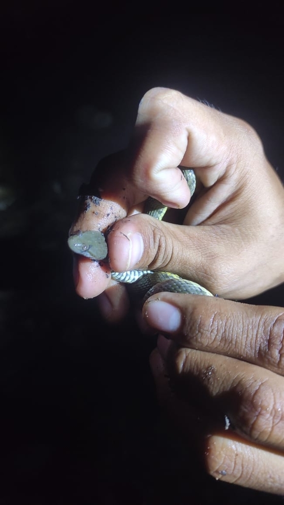 Southeast Asian Bockadam from VM8P+XF3, Mata Air, Kec. Kupang Tengah ...