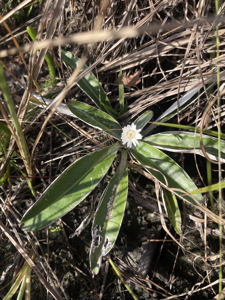 Pineland Daisy from Jupiter, FL, US on December 6, 2023 at 02:26 PM by ...