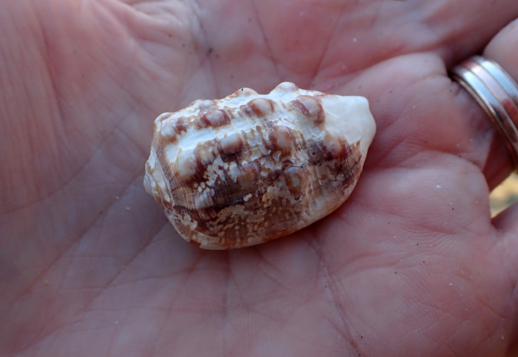 Morum tuberculosum from Floreana, Galápagos, Ecuador on November 29 ...