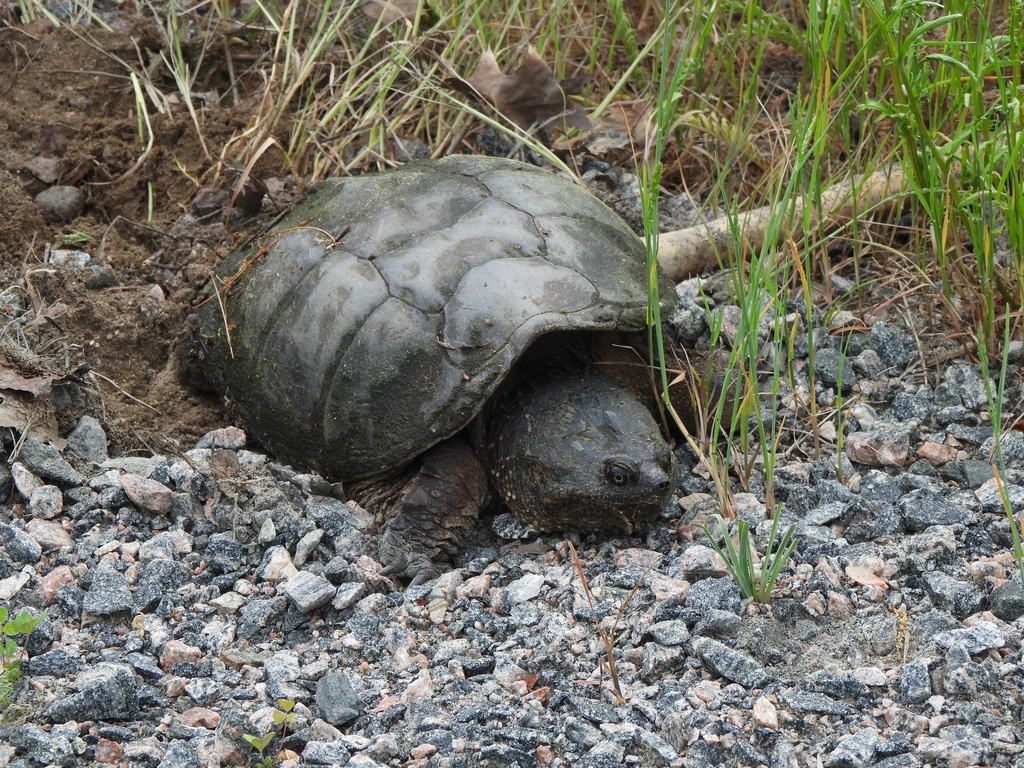 Common Snapping Turtle in June 2023 by Stewart Blackwell. nesting side ...