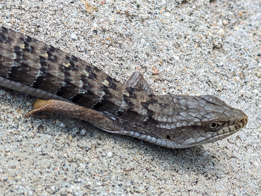Southern Alligator Lizard from E H St & Kernel Pl, Chula Vista, CA ...