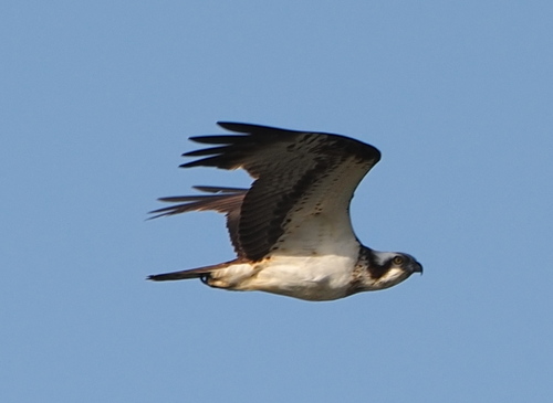 japanese_birder's Identifications · iNaturalist