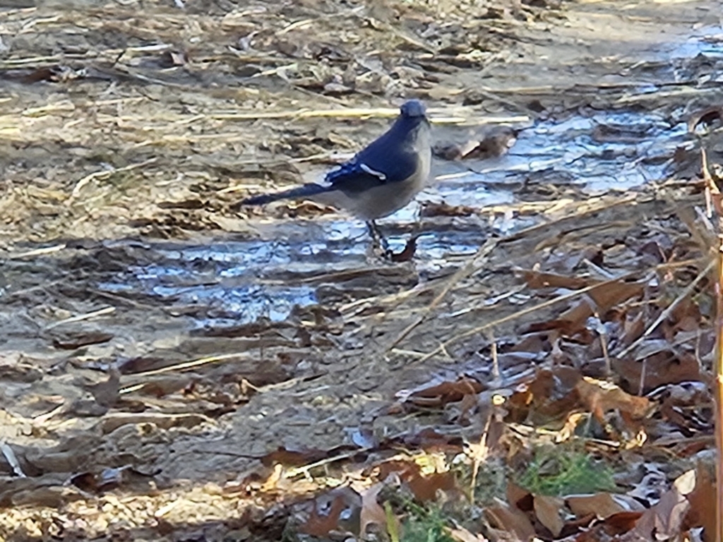 Blue Jay from Madison, WI 53719, USA on December 7, 2023 at 02:07 PM by ...