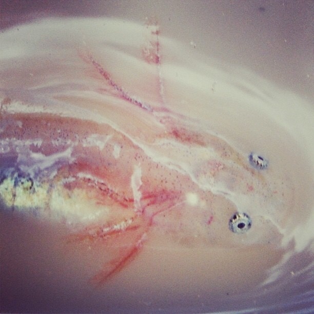 California Tiger Salamander in April 2019 by gbid. Found in a vernal ...