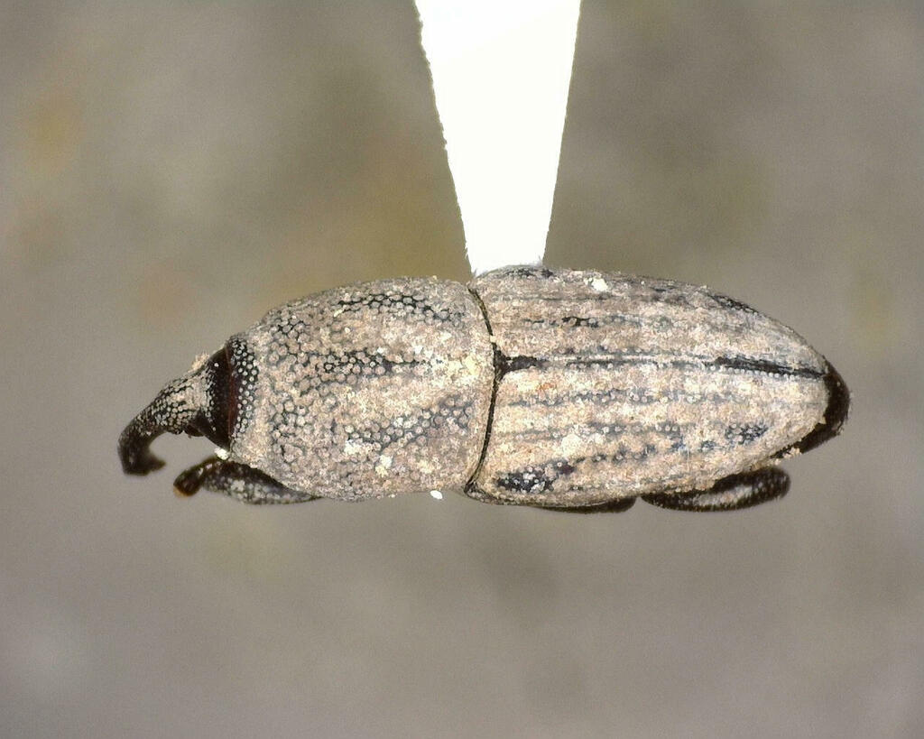 Billbug Weevils from Kimble County, TX, USA on May 3, 2023 at 02:30 PM ...