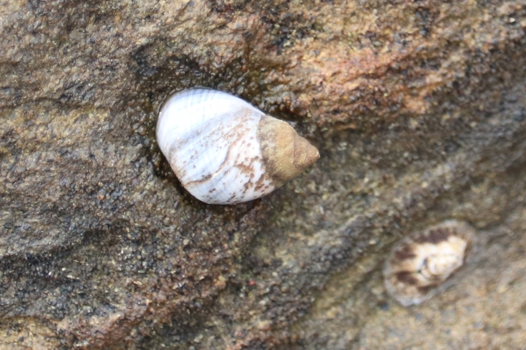Little Blue Periwinkle from Wapengo NSW 2550, Australia on December 7 ...