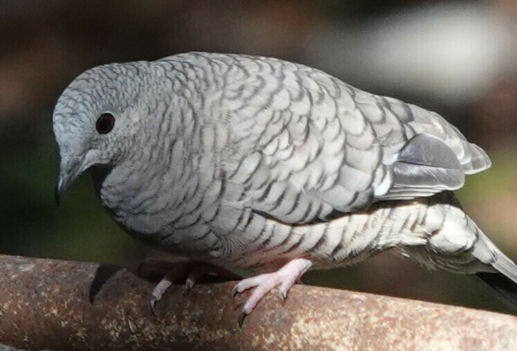 Inca Dove from Coryell County, TX, USA on December 5, 2023 at 01:05 PM ...