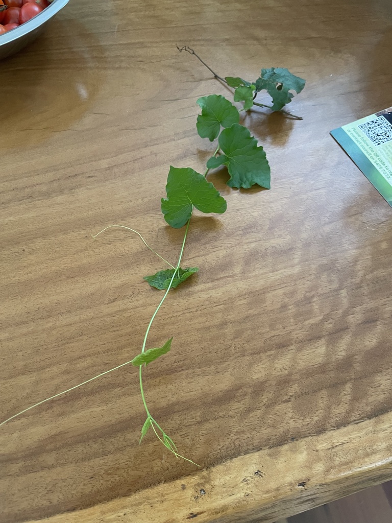 Coral Vine in December 2023 by Victoria Reilly. New vines coming up ...