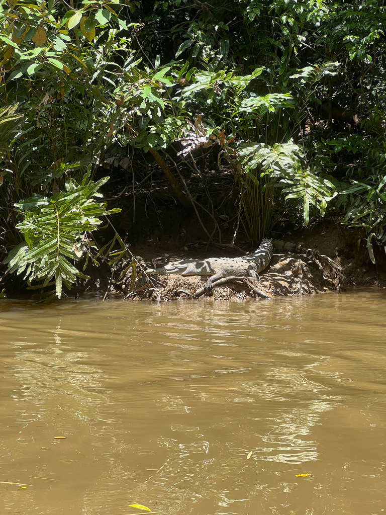 American Crocodile in August 2023 by Floor Vlaskamp · iNaturalist