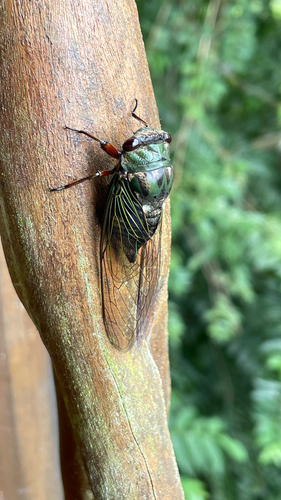 Guyalna fumea · iNaturalist