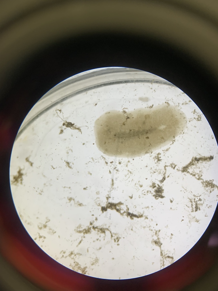 Stylochus ellipticus from Pivers Island, Beaufort, NC, US on September ...