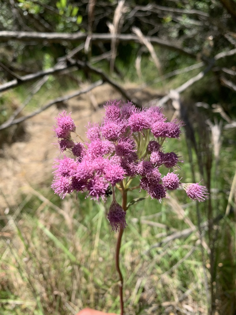 Gyptis tanacetifolia from Piriápolis, Maldonado, UY on December 5, 2023 ...
