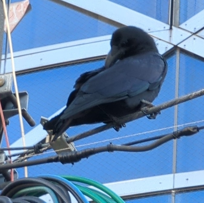 Japanese Crow from 16-1 Yamatochō, Higashiyama Ward, Kyoto, 605-0802 ...