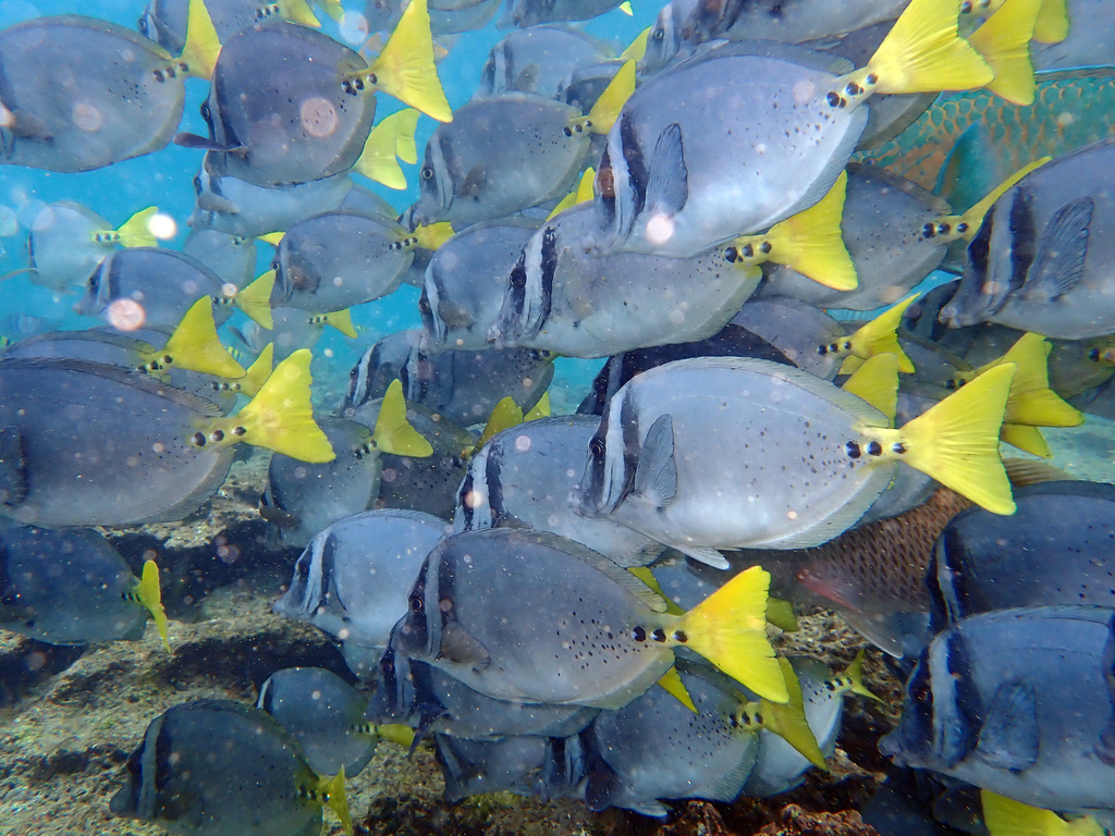 Razor Surgeonfish from Sombrero Chino, Galapagos, Ecuador on December 3 ...