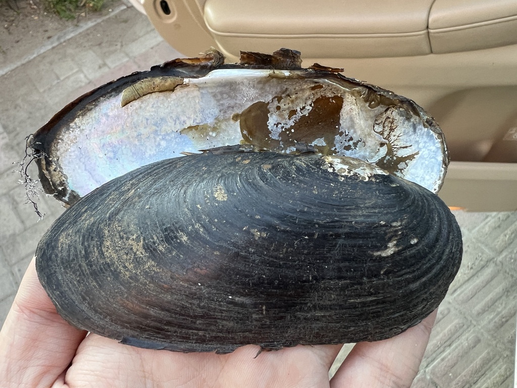 Amurean Freshwater Pearl Mussel from 西沟水库, 黑龙江, CN on September 09 ...