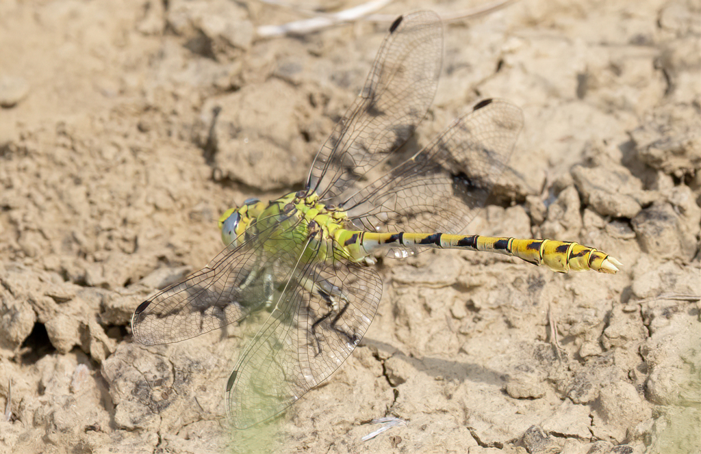 Pale Snaketail from Five Ridge Prairie on July 1, 2023 at 12:54 PM by ...