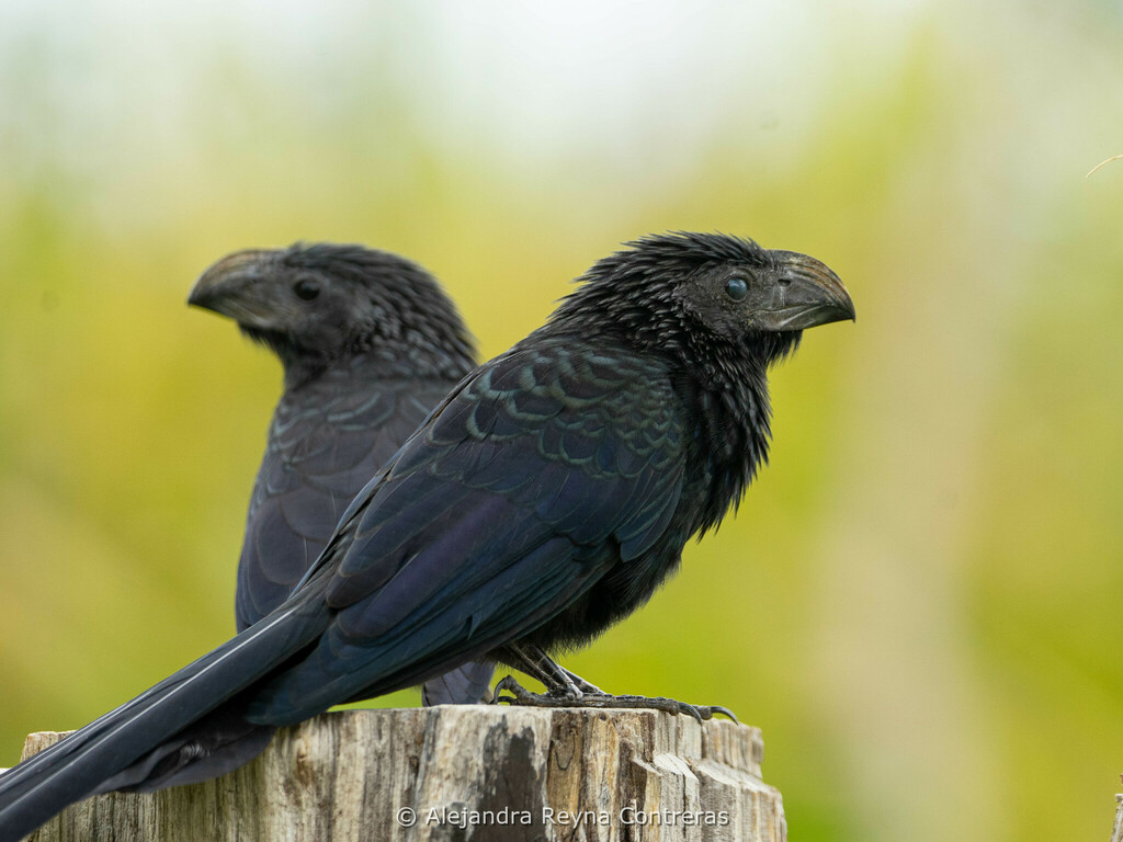Groove-billed Ani in October 2023 by Alejandra Reyna Contreras ...