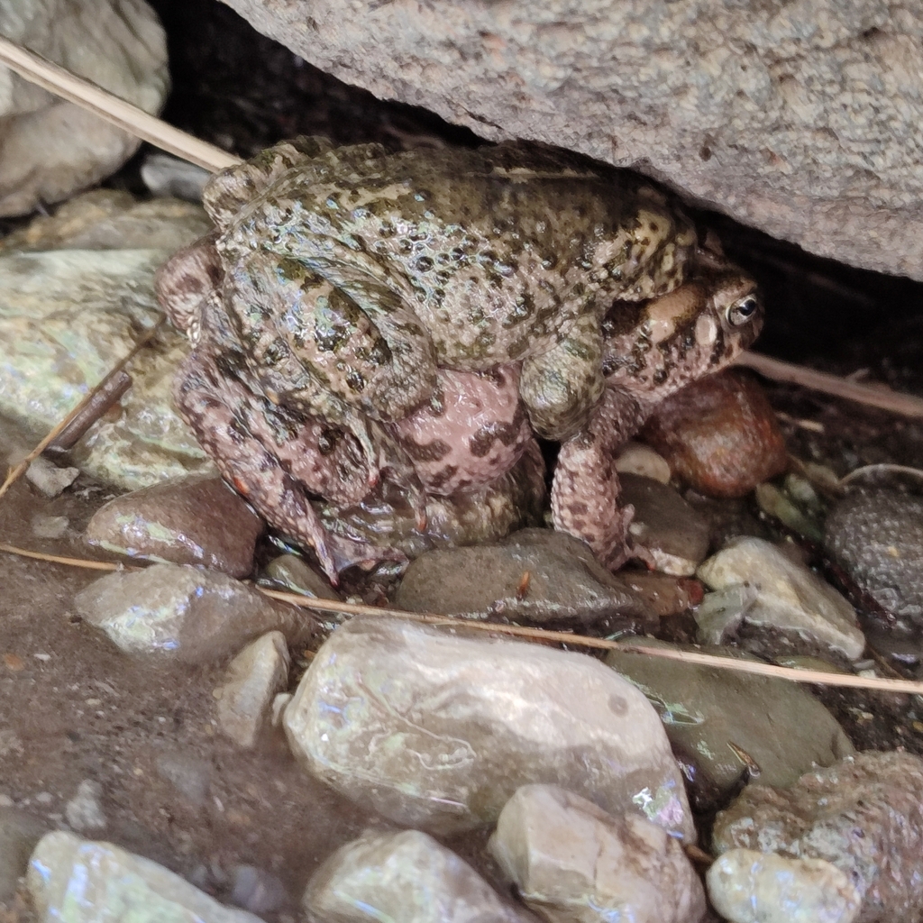 Pine Toad from RRMG+24 Cañon de Carbonera trailhead, 94720 La Carbonera ...