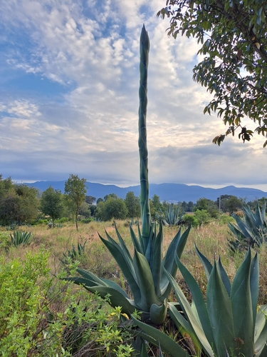 Century Plant Rash Once In A Lifetime Bloom | UC Agriculture And