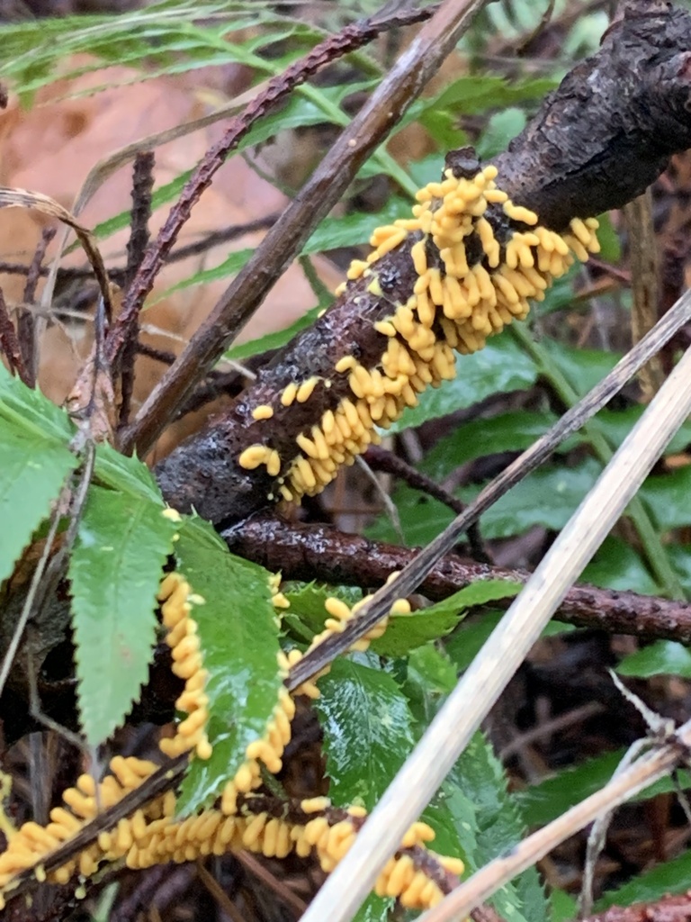 insect-egg slime from Whidbey Island, Langley, WA, US on December 6 ...