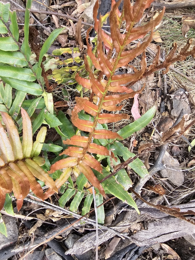 Hard Water-fern from Yowrie NSW 2550, Australia on December 6, 2023 at ...