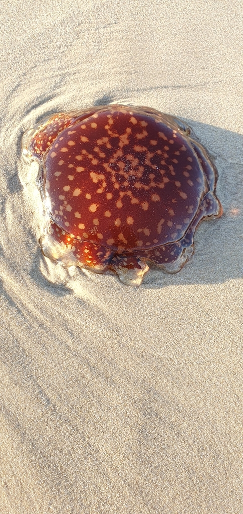 Snotty Jelly from Australia on December 7, 2023 at 05:48 PM by Rebecca ...