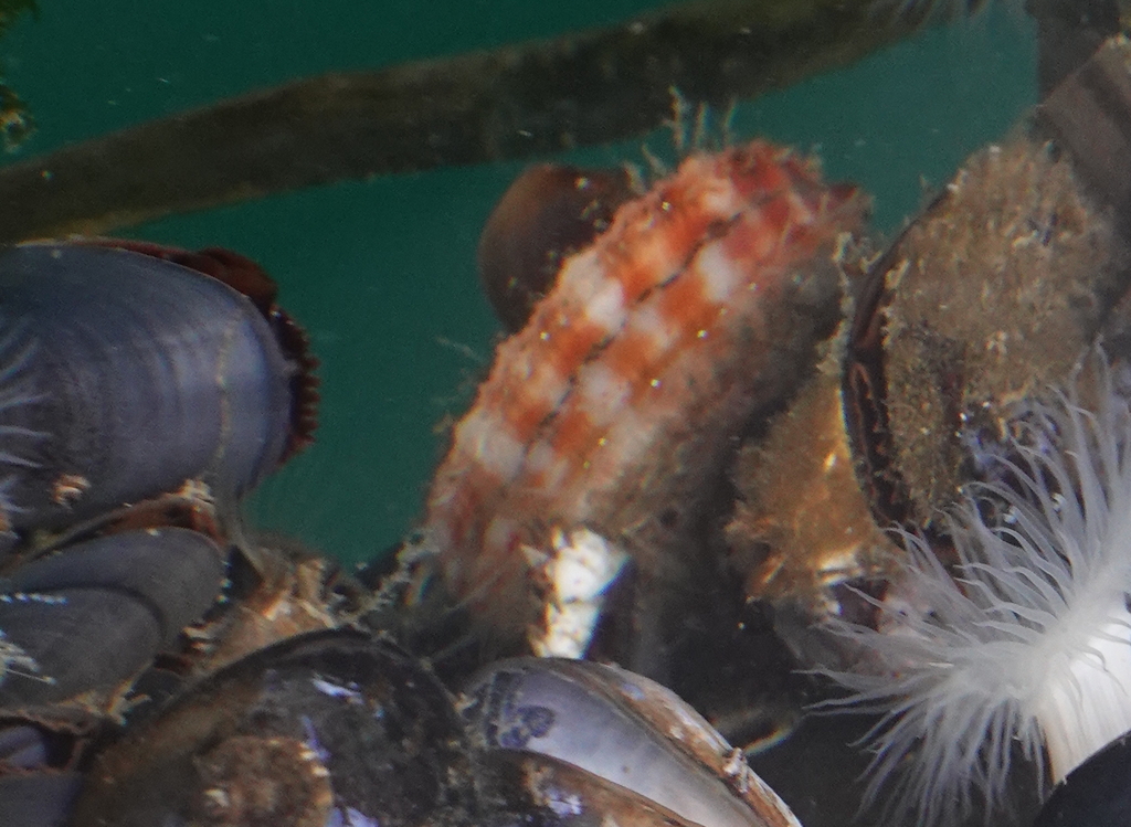 Spiny Scallop from Capital, BC, Canada on December 6, 2023 at 03:29 PM ...