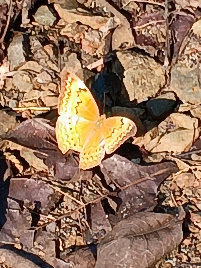 Large Yeoman from 5895+64, Harabotey, Sikkim 737121, India on December ...